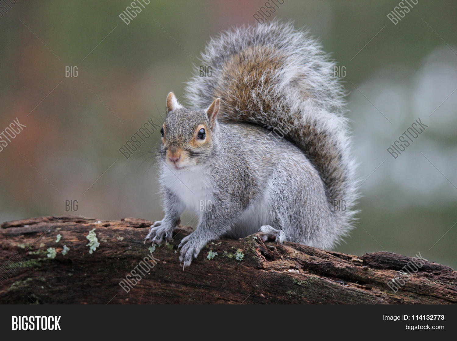 Gray Squirrel Image & Photo (Free Trial) | Bigstock