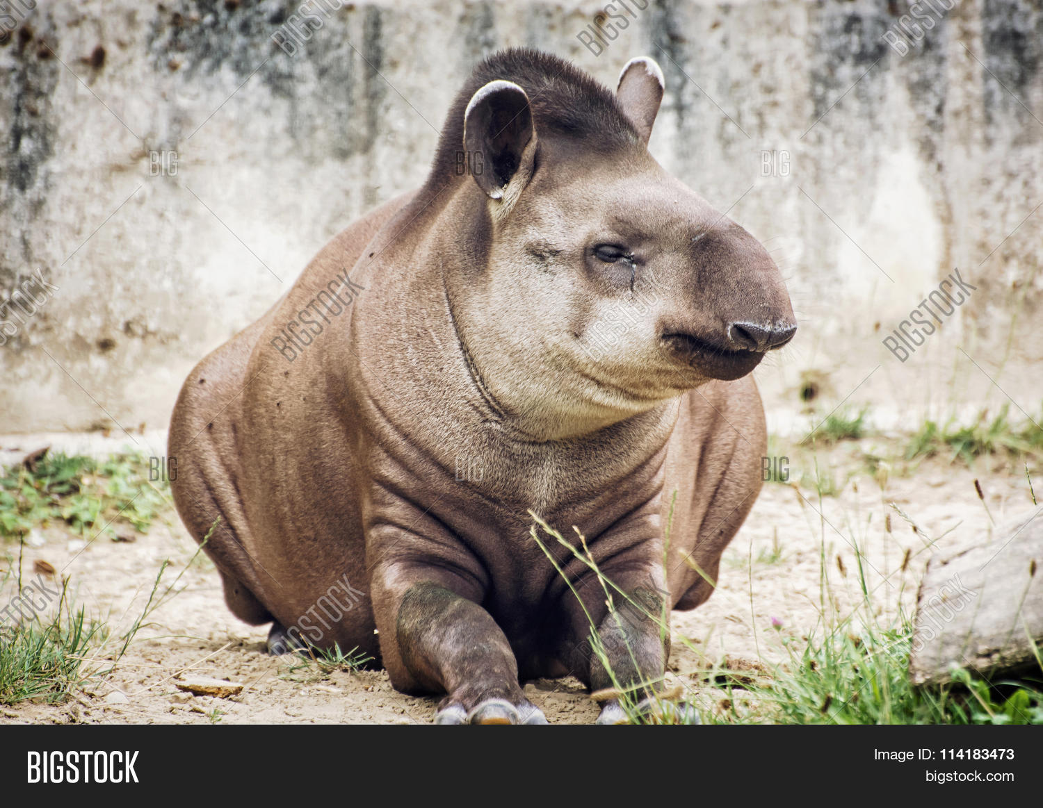South American Tapir ( Image & Photo (Free Trial) | Bigstock