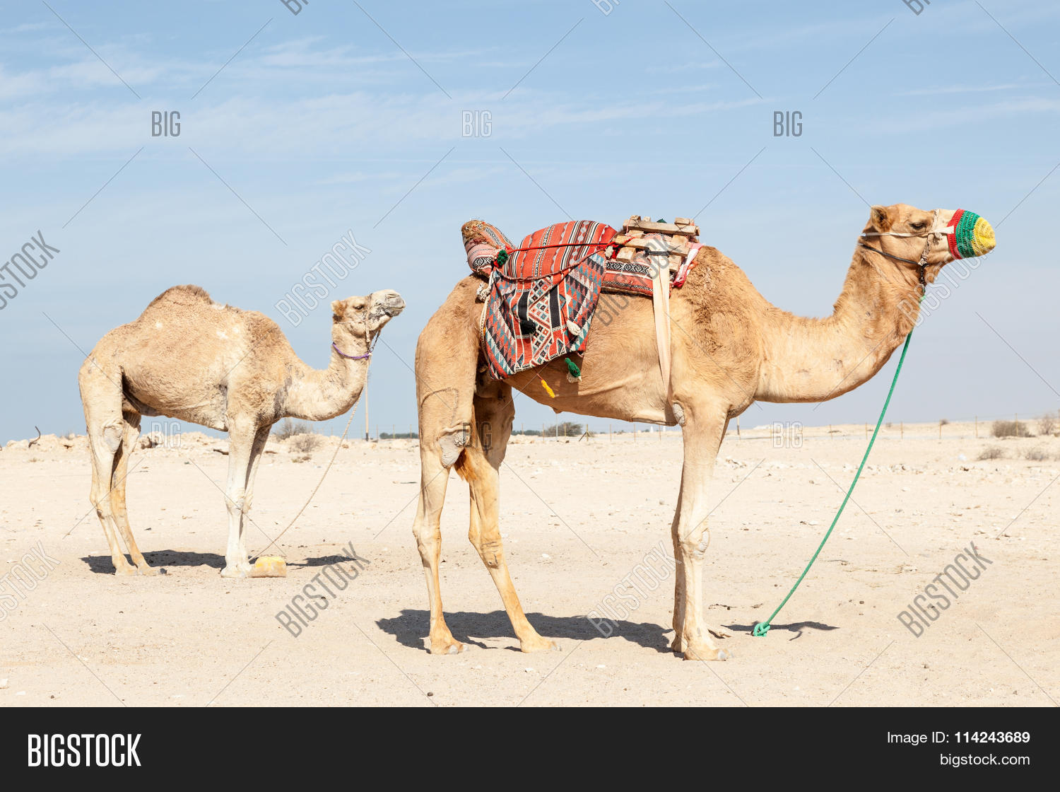 Camels Qatar Image & Photo (Free Trial) | Bigstock