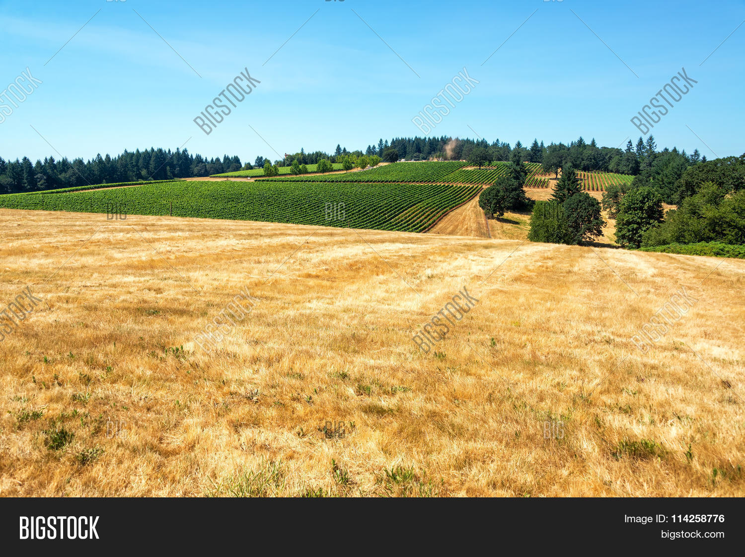 Dry Field Vineyards Image & Photo (Free Trial) | Bigstock