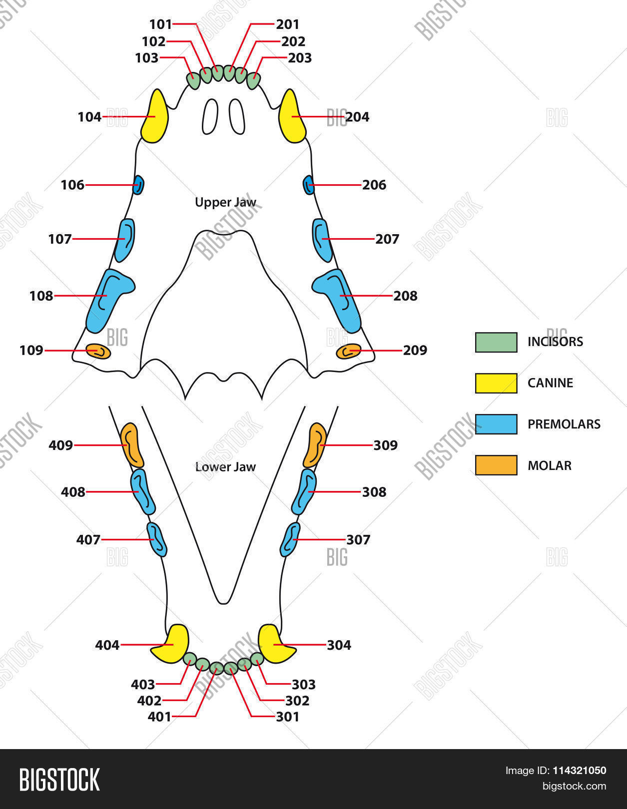 Cats Teeth Dental Vector & Photo (Free Trial) | Bigstock