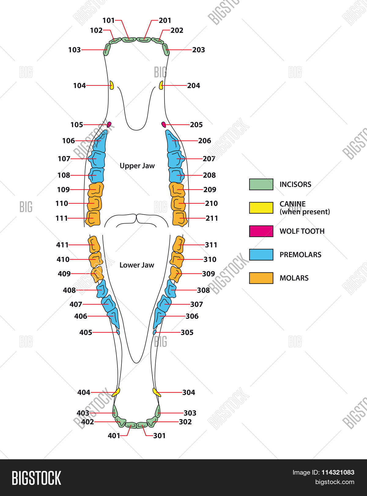Horse Teeth Dental Vector & Photo (Free Trial) | Bigstock