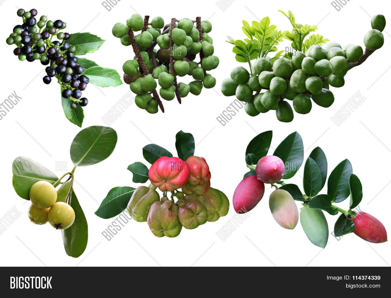 Set Tropical Spice Image & Photo (Free Trial) | Bigstock