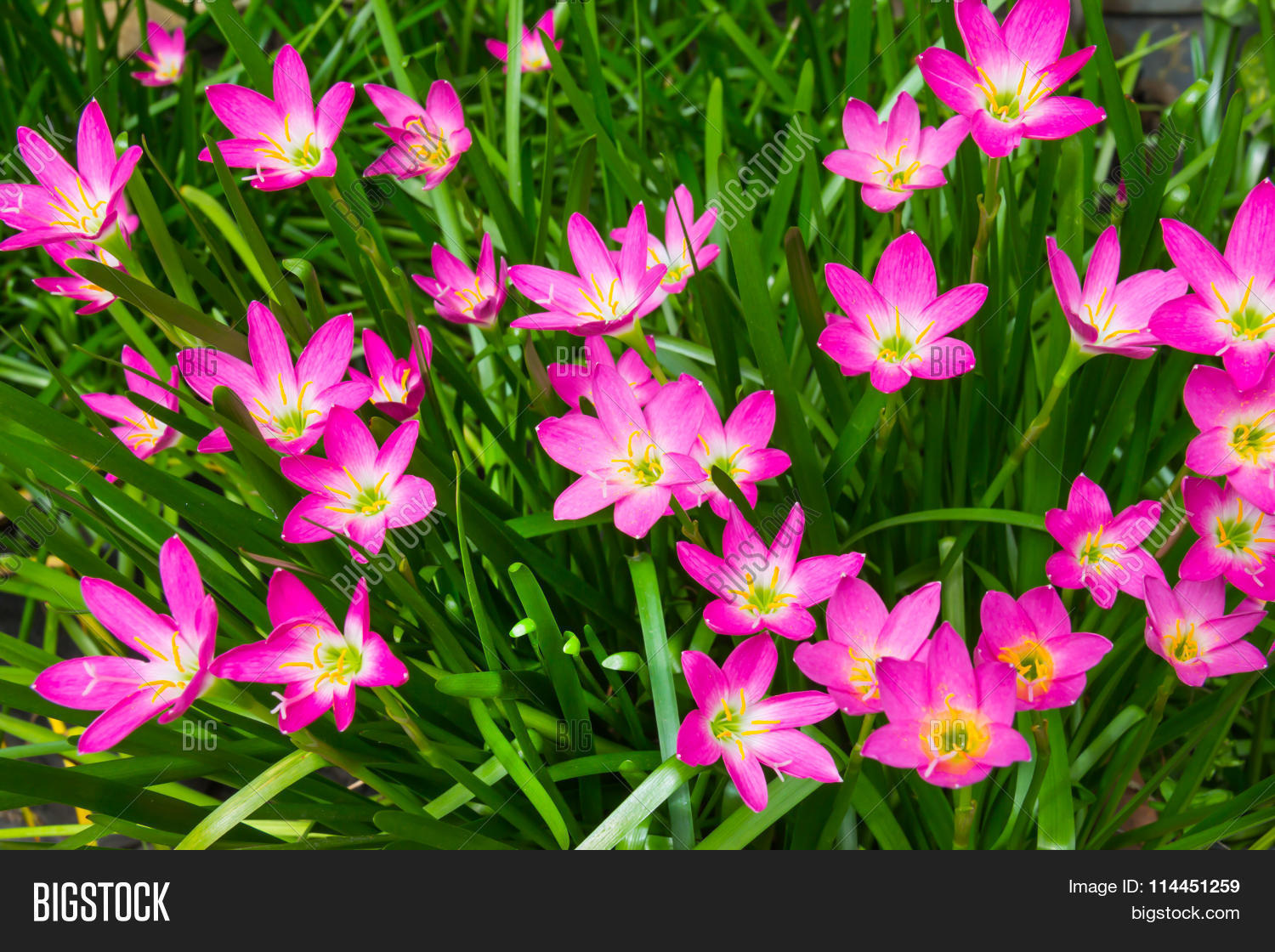 Fairy Lily Flower Image & Photo (Free Trial) | Bigstock