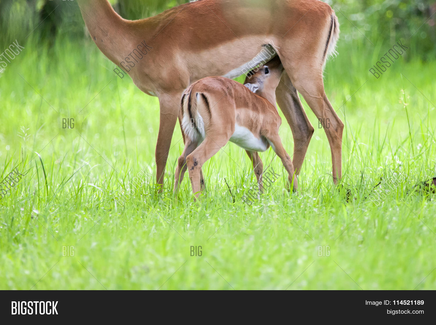 Baby Impala