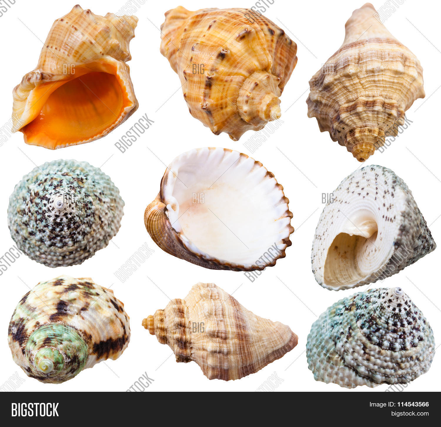 Spiral Sea Shells