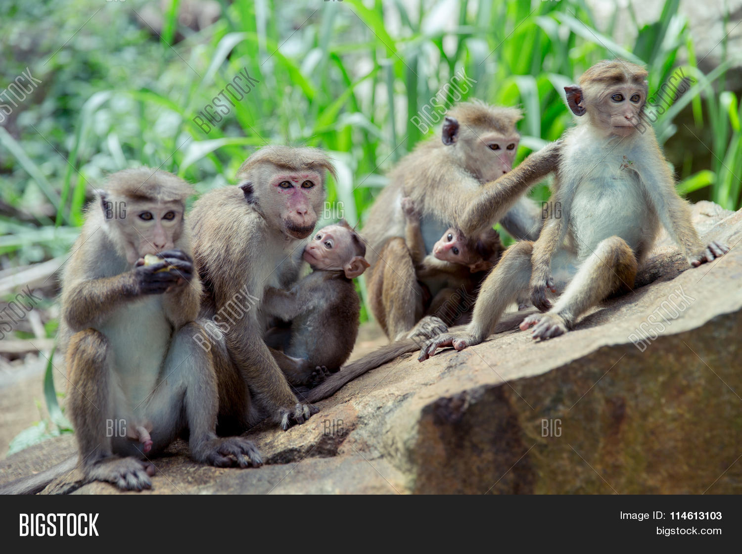 Monkey Family Image & Photo (Free Trial) | Bigstock