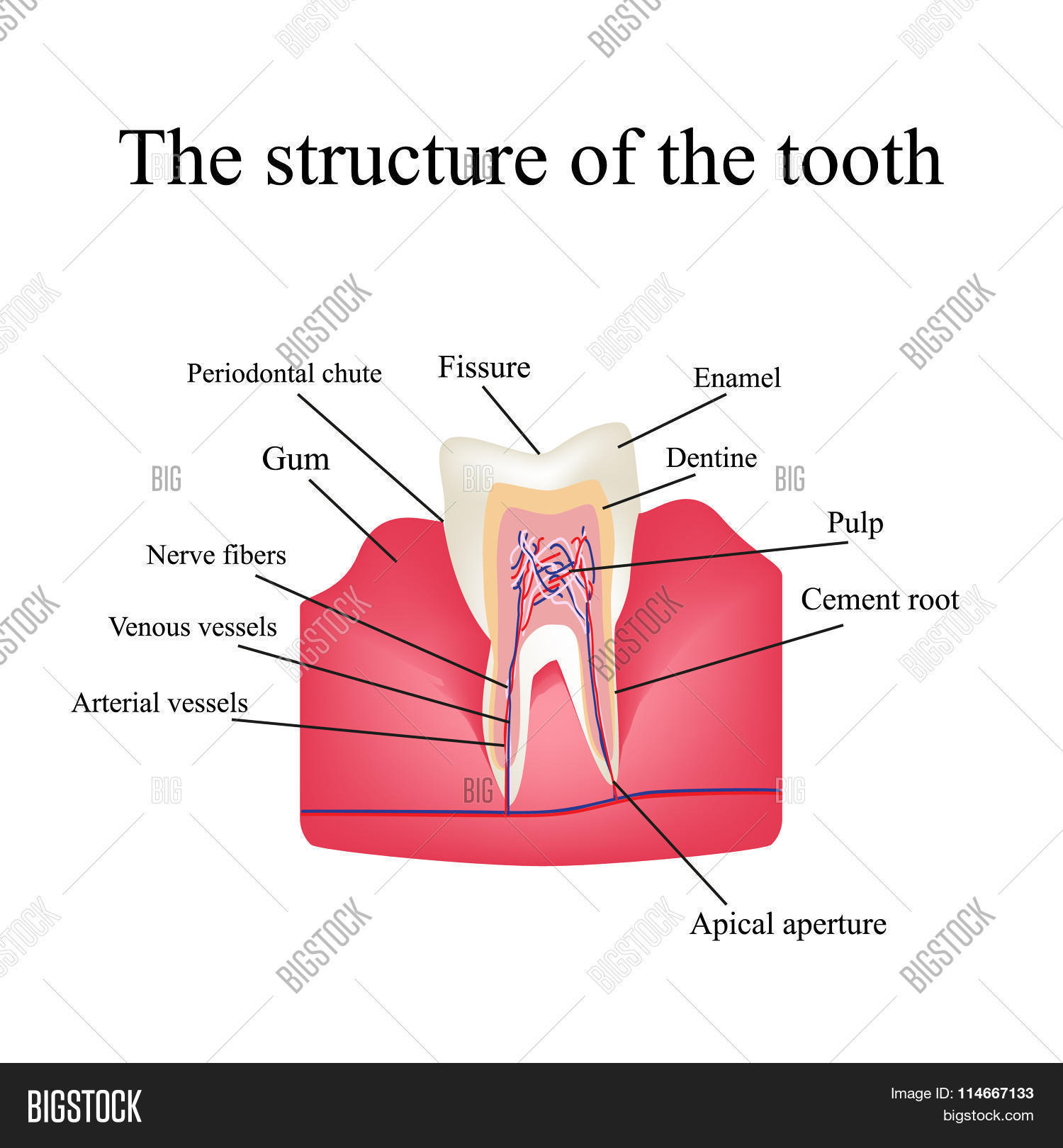 Anatomical Structure Vector & Photo (Free Trial) | Bigstock
