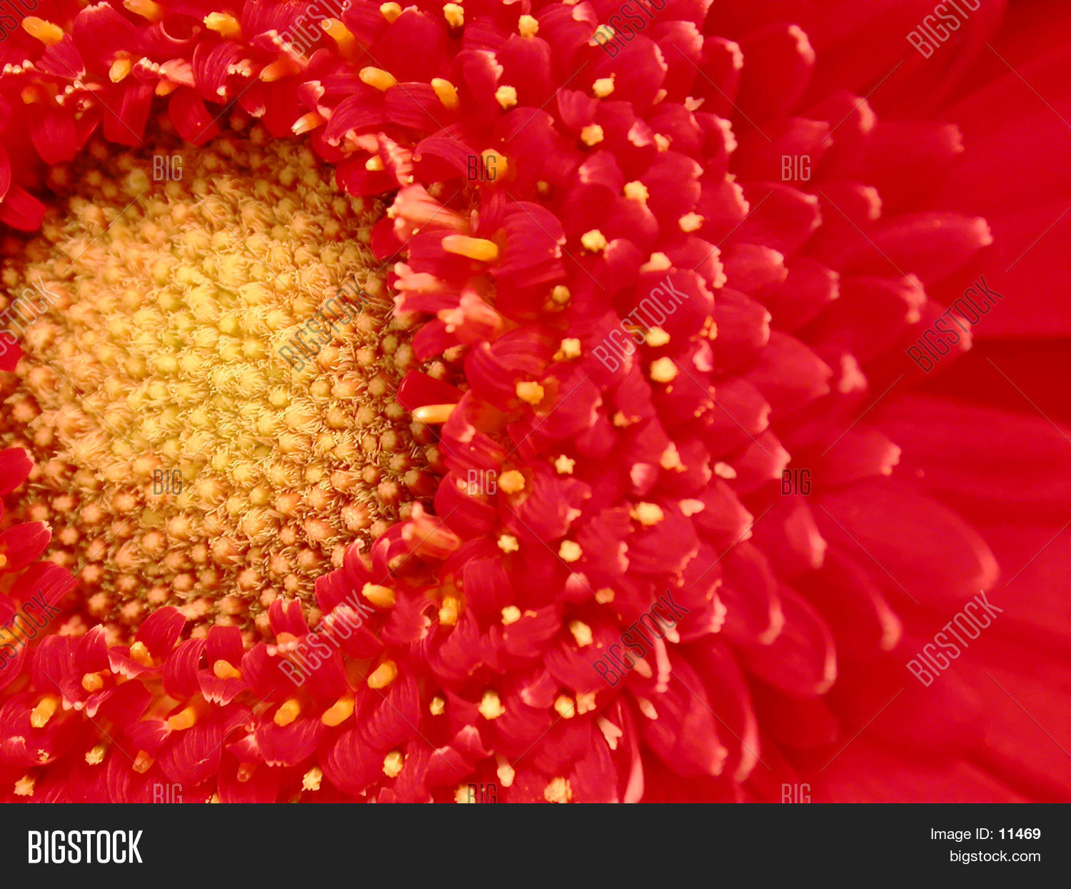 Gerber Daisy Image & Photo (Free Trial) | Bigstock