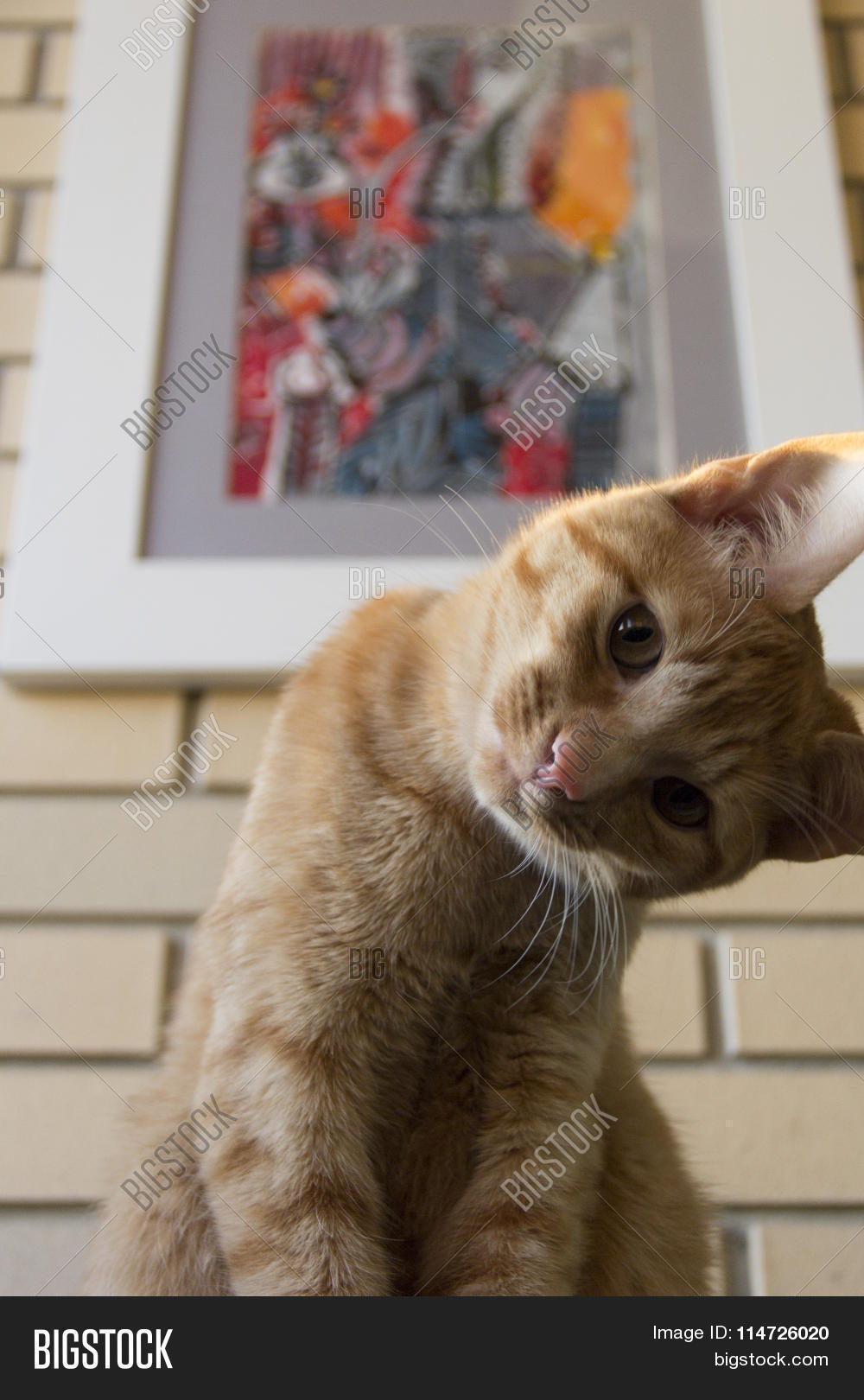 Cat, Pussy, Pussycat, Image & Photo (Free Trial) | Bigstock