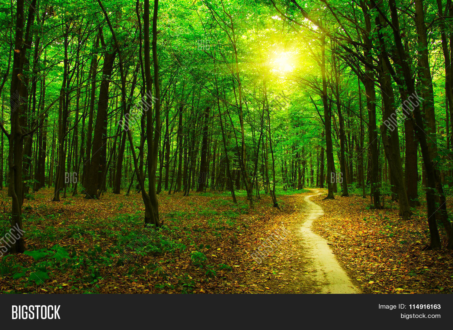 Light Forest Sun Rays