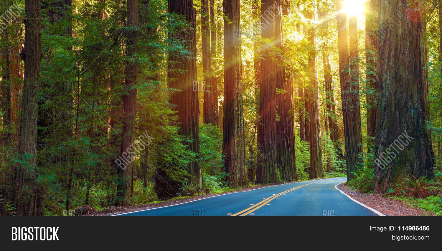 Famous Redwood Highway Image & Photo (Free Trial) | Bigstock