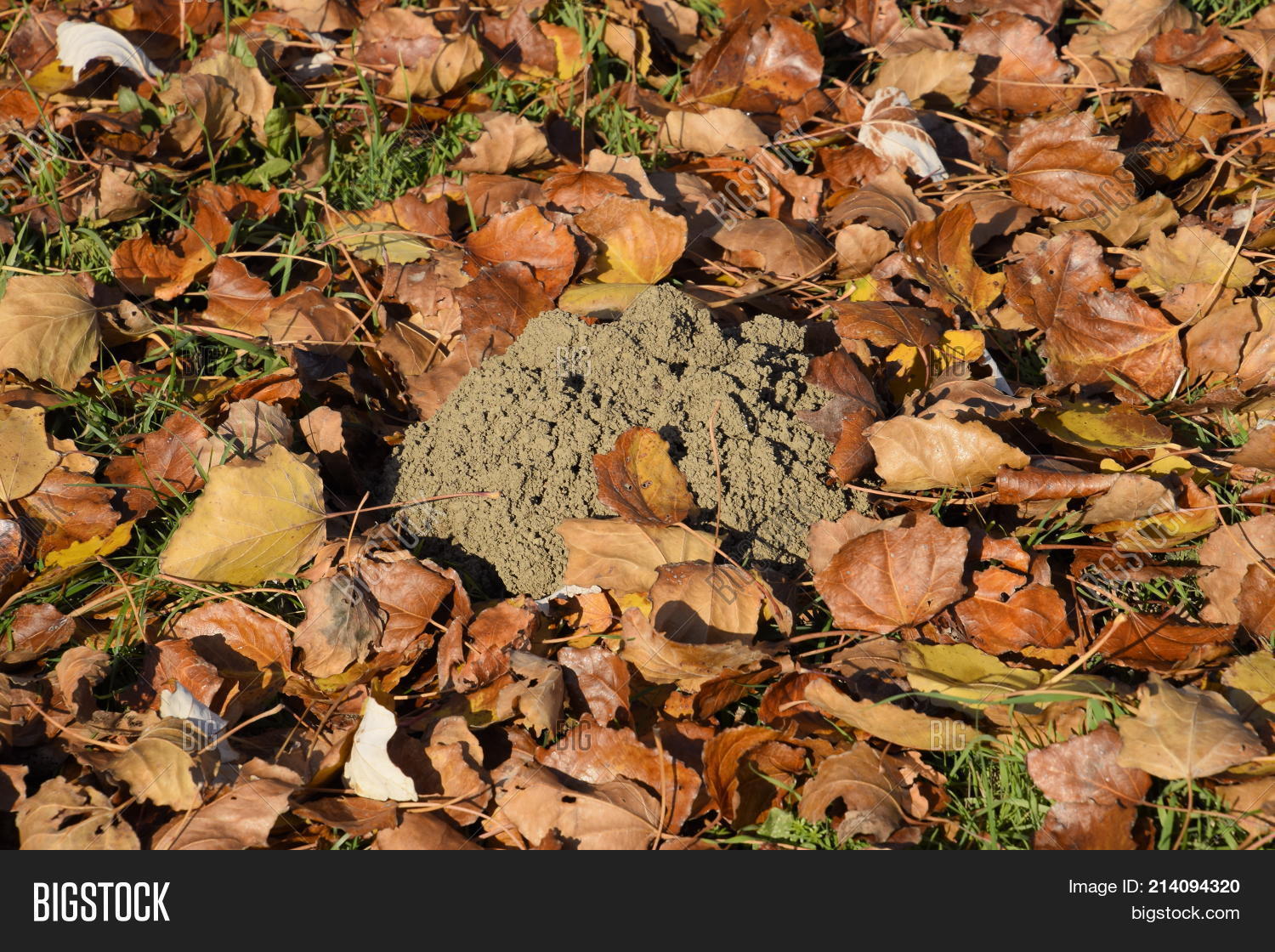 Imagen y foto Mound Earth Burrow (prueba gratis) | Bigstock