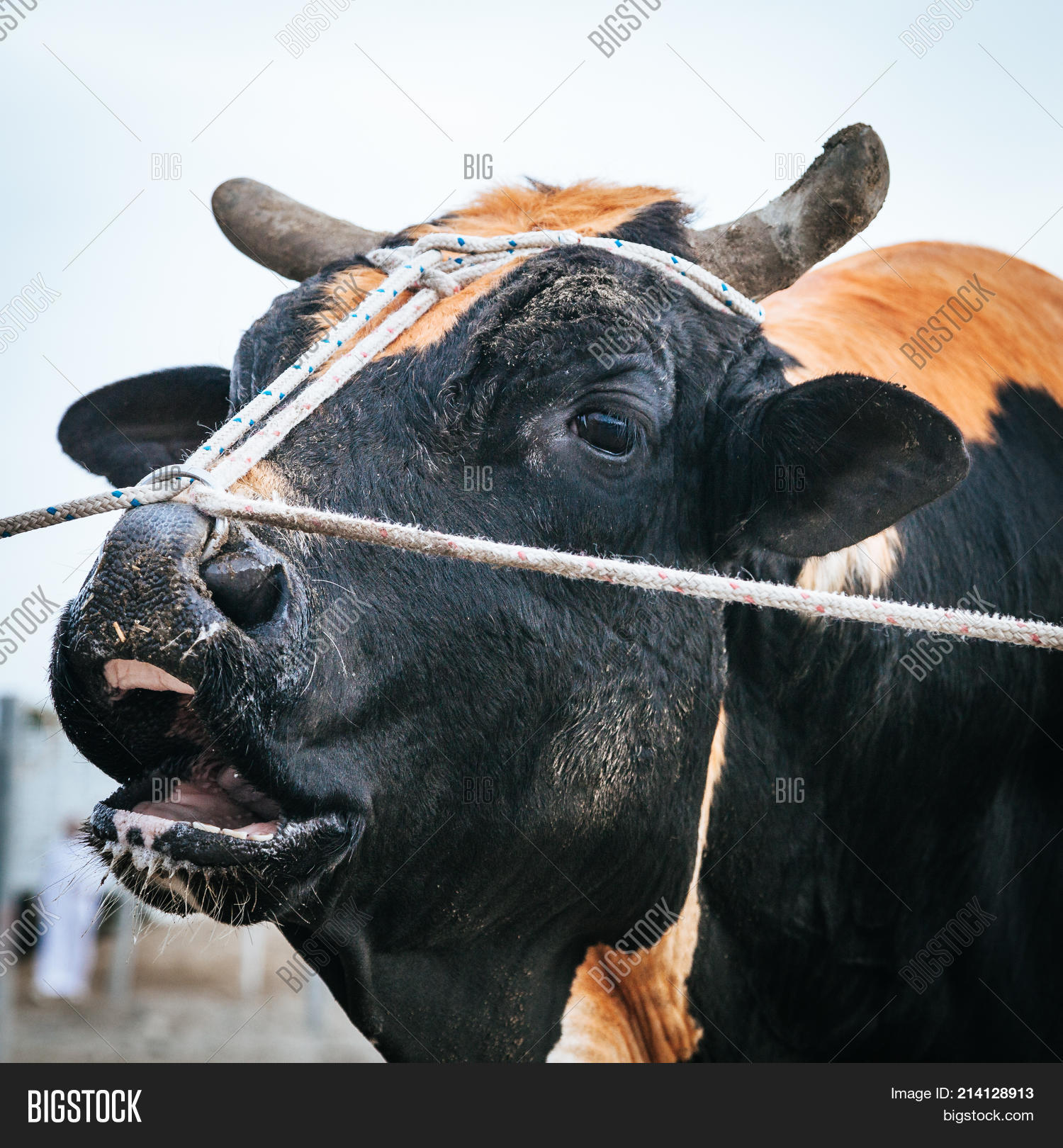 Bulls Tied They Await Image & Photo (Free Trial) | Bigstock