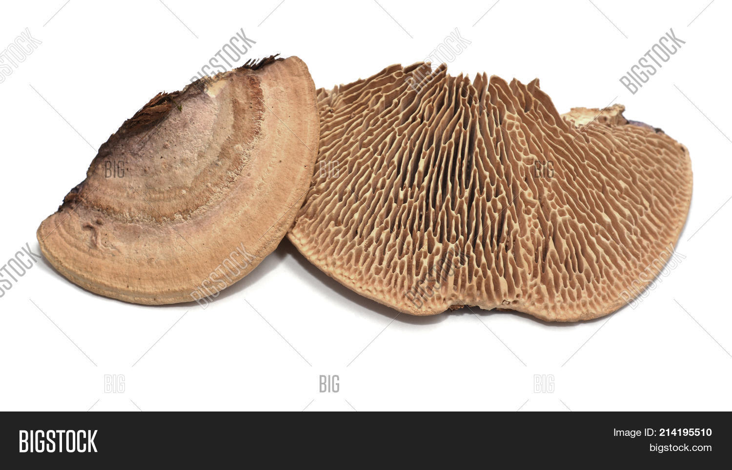 Daedalea Quercina Image & Photo (Free Trial) | Bigstock