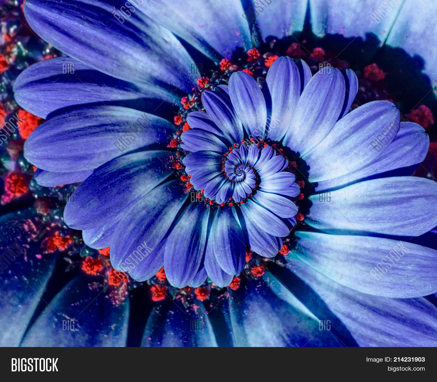 Blue Camomile Daisy Image & Photo (Free Trial) | Bigstock
