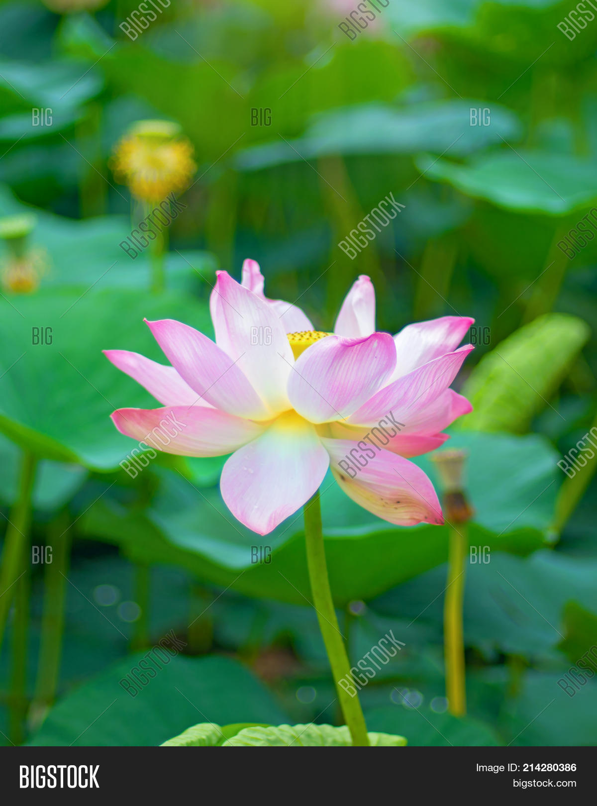 Large Lotus Flowers. Image & Photo (Free Trial) | Bigstock