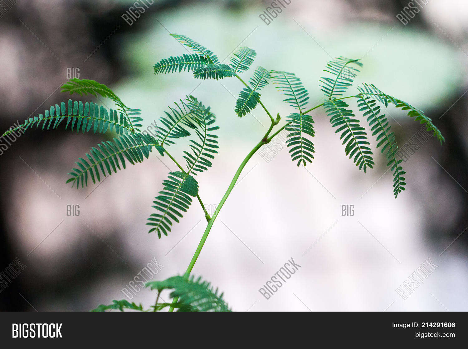 Close- Delicate Green Image & Photo (Free Trial) | Bigstock