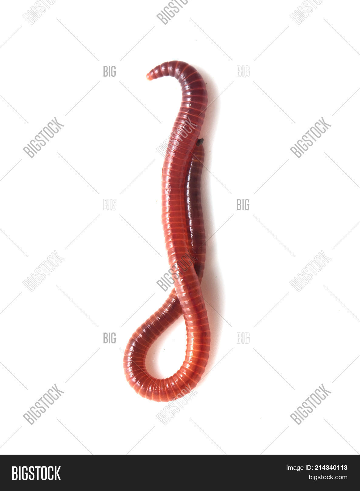 Worm On White Image & Photo (Free Trial) | Bigstock