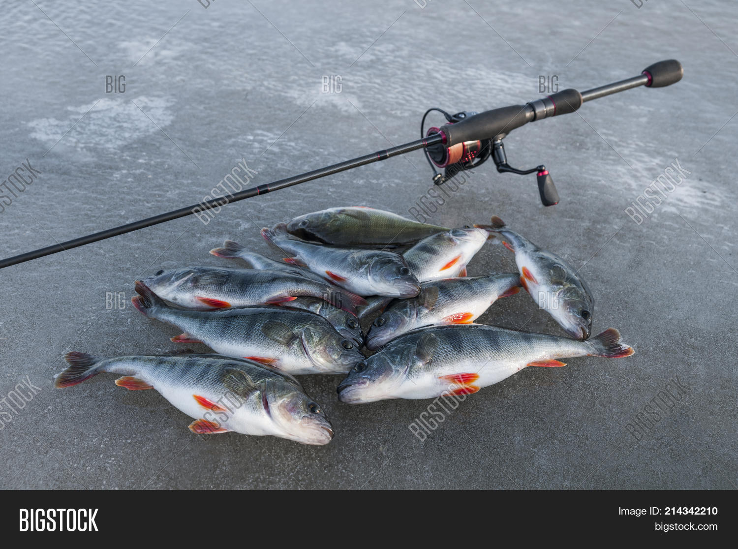 Winter Fishing. Perch Image & Photo (Free Trial) | Bigstock