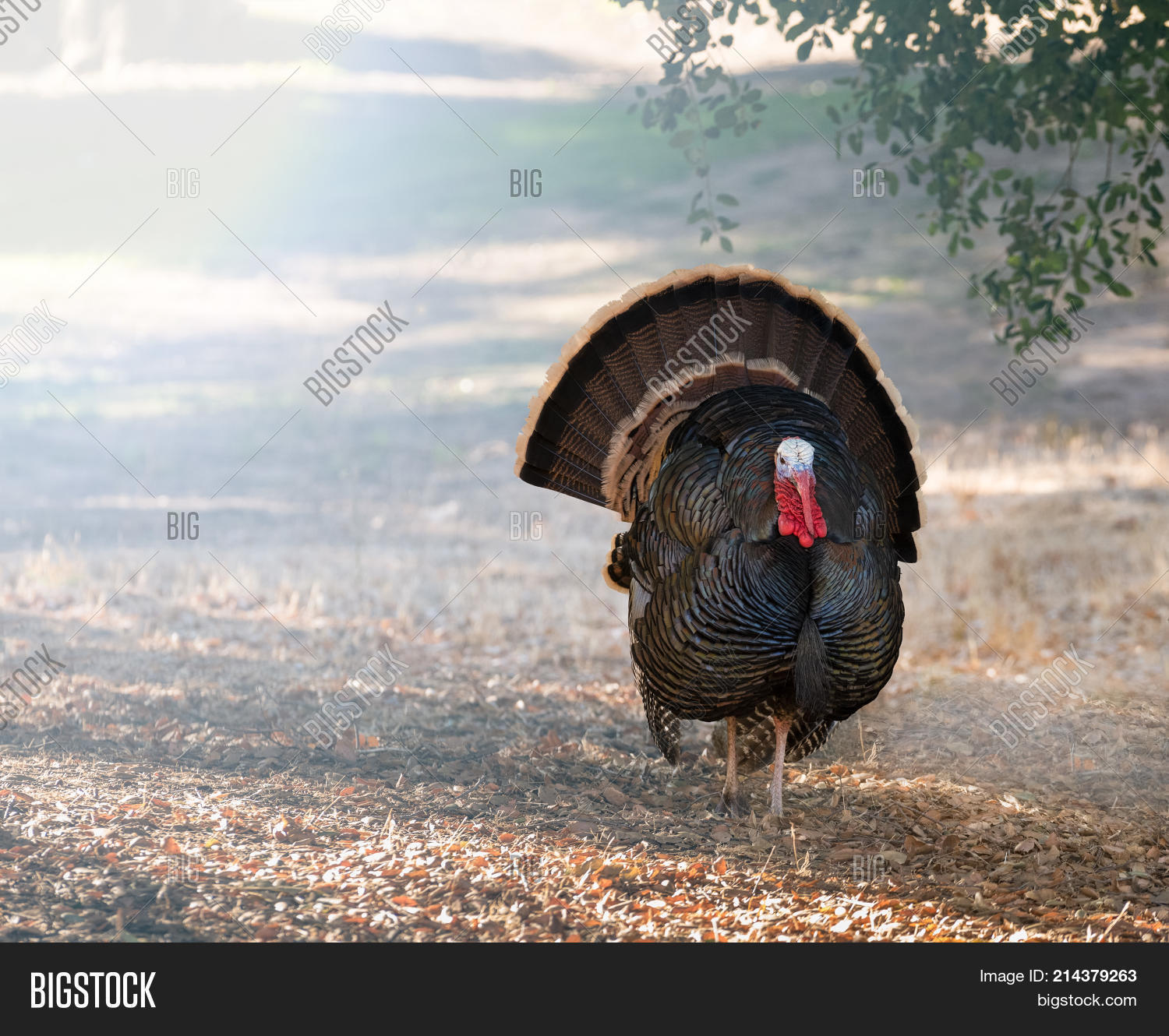 Close Wild Turkey Image & Photo (Free Trial) | Bigstock