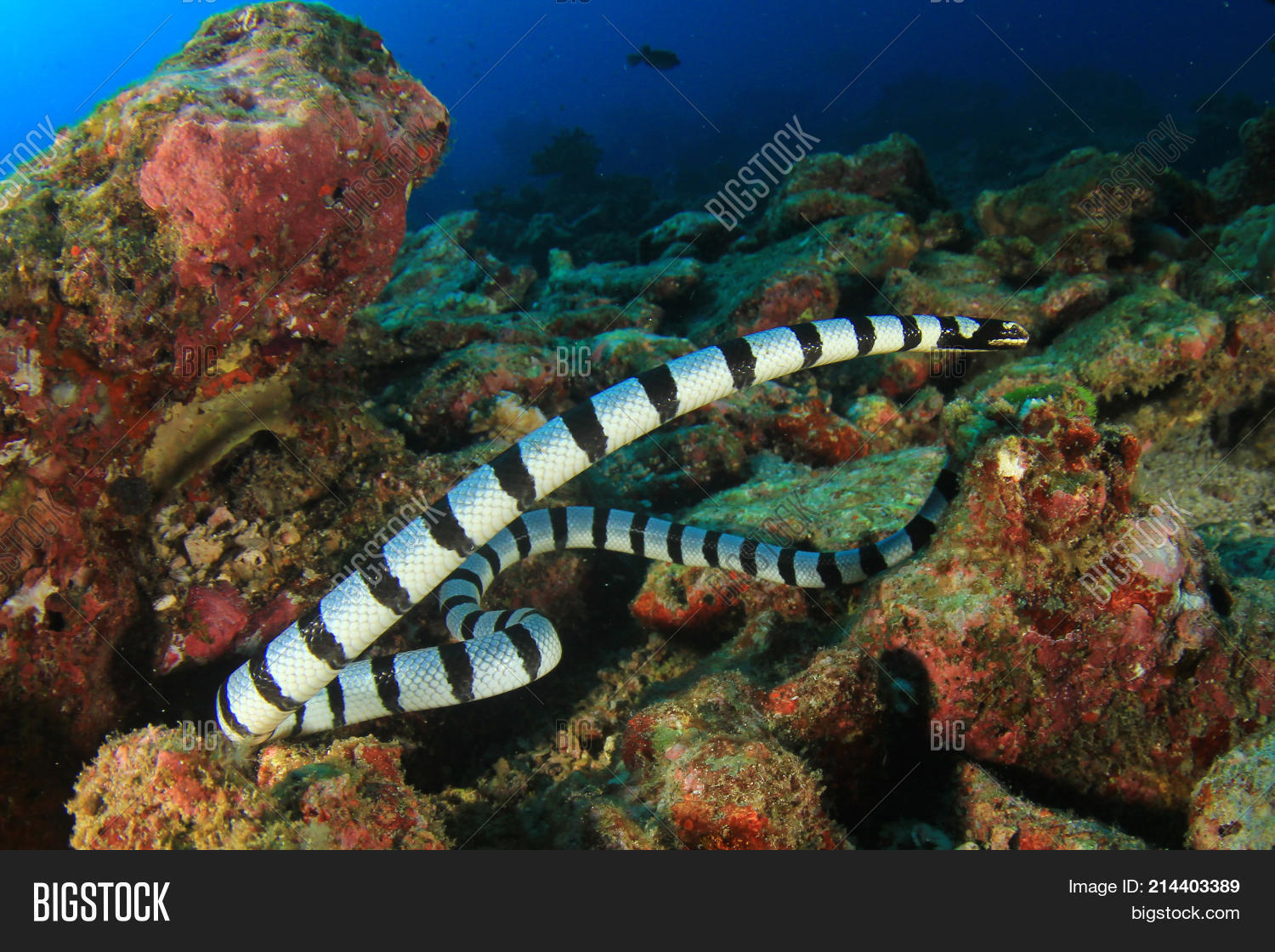 Banded Sea Krait ( Image & Photo (Free Trial) | Bigstock