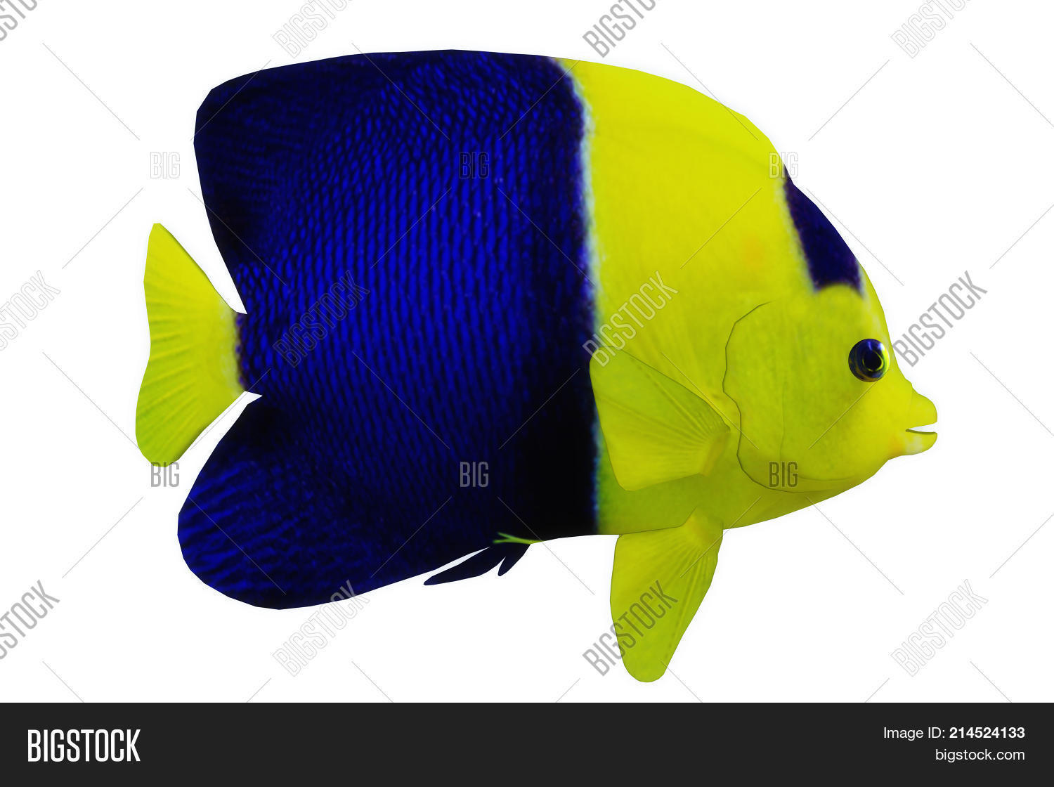 Bicolor Angelfish 3d Image & Photo (Free Trial) | Bigstock