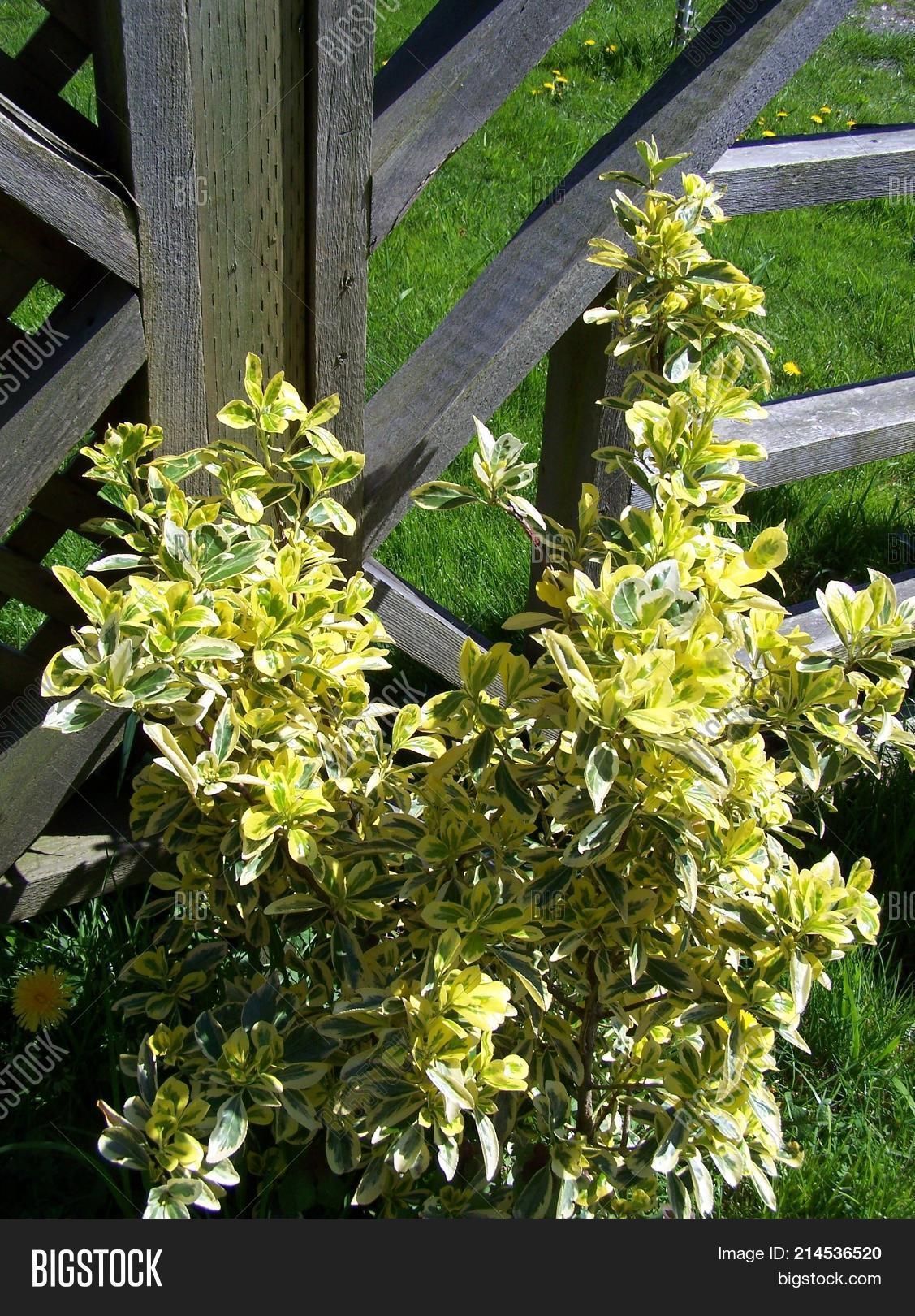 Green Leaved Shrubbery Image & Photo (Free Trial) | Bigstock
