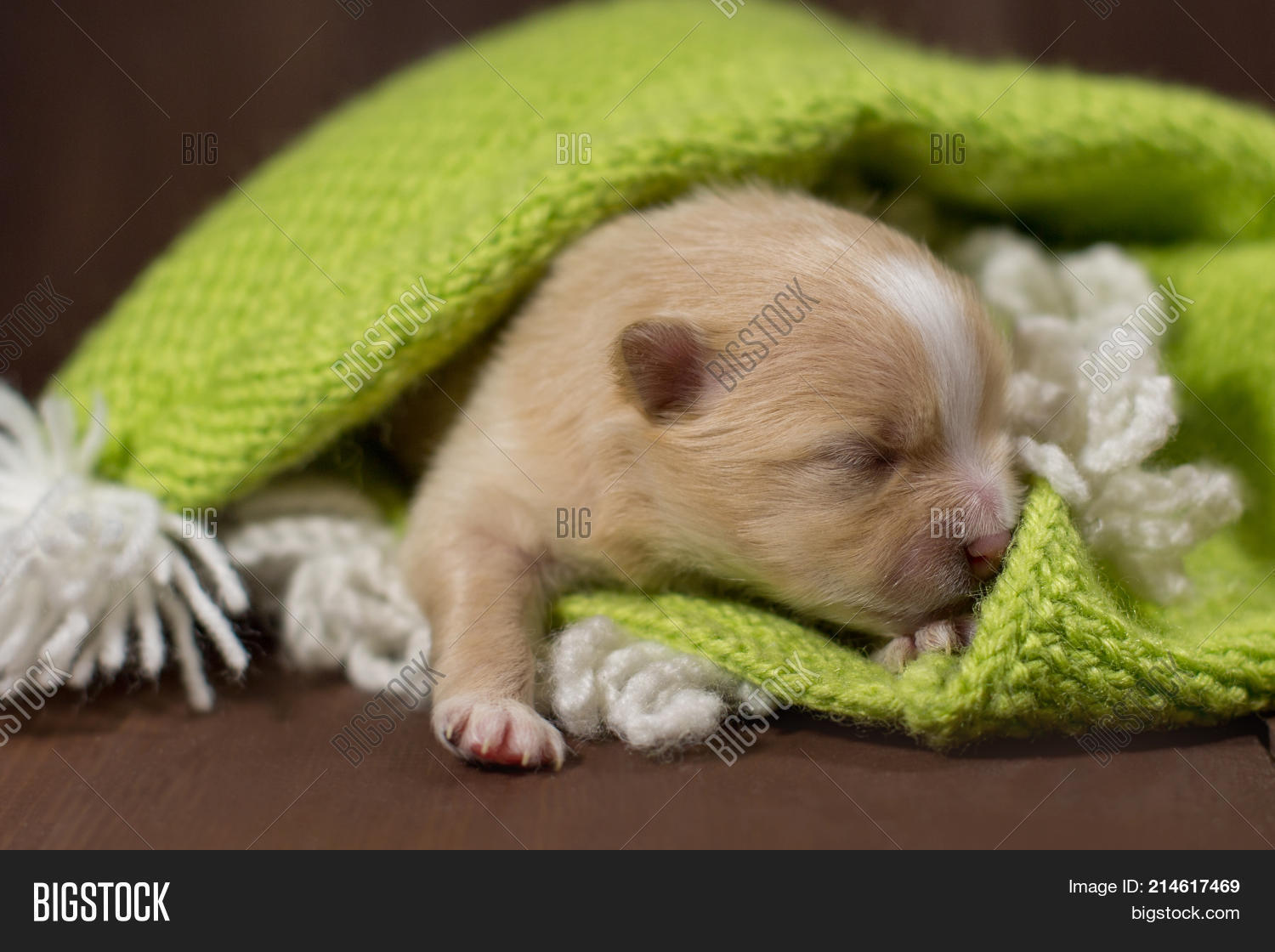 Newborn Puppy Spitz Image & Photo (Free Trial) | Bigstock