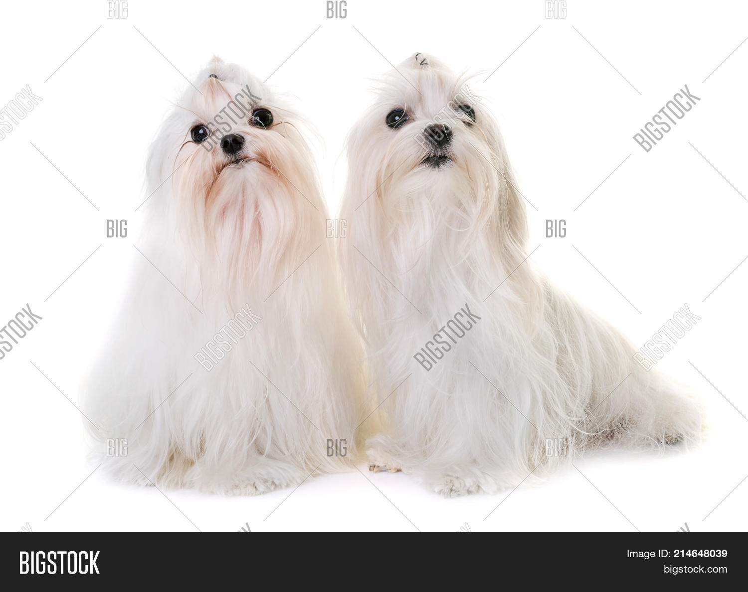 Adult Maltese Dog Image & Photo (Free Trial) | Bigstock