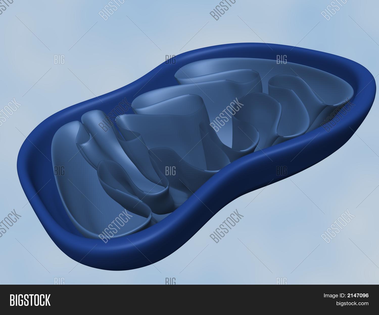 Mitochondrium Image & Photo (Free Trial) | Bigstock