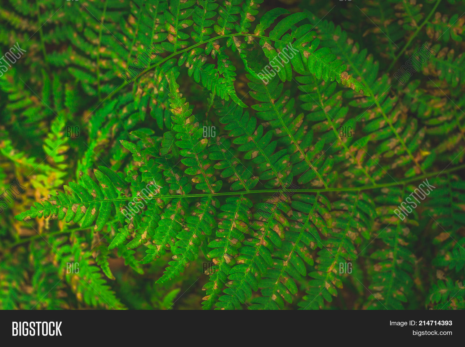 Beautiful Ferns Leaves Image & Photo (Free Trial) | Bigstock