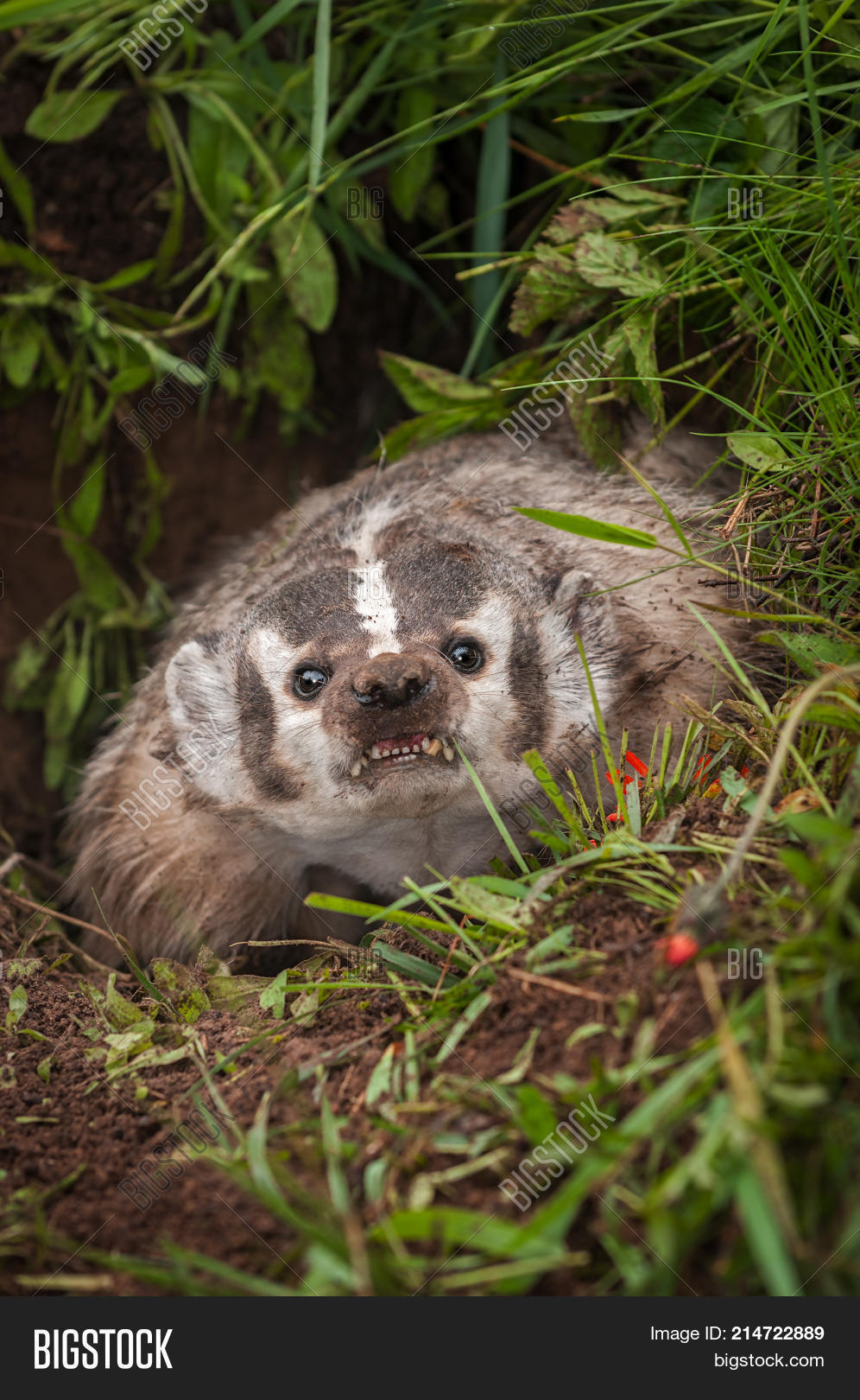 North American Badger Image & Photo (Free Trial) | Bigstock