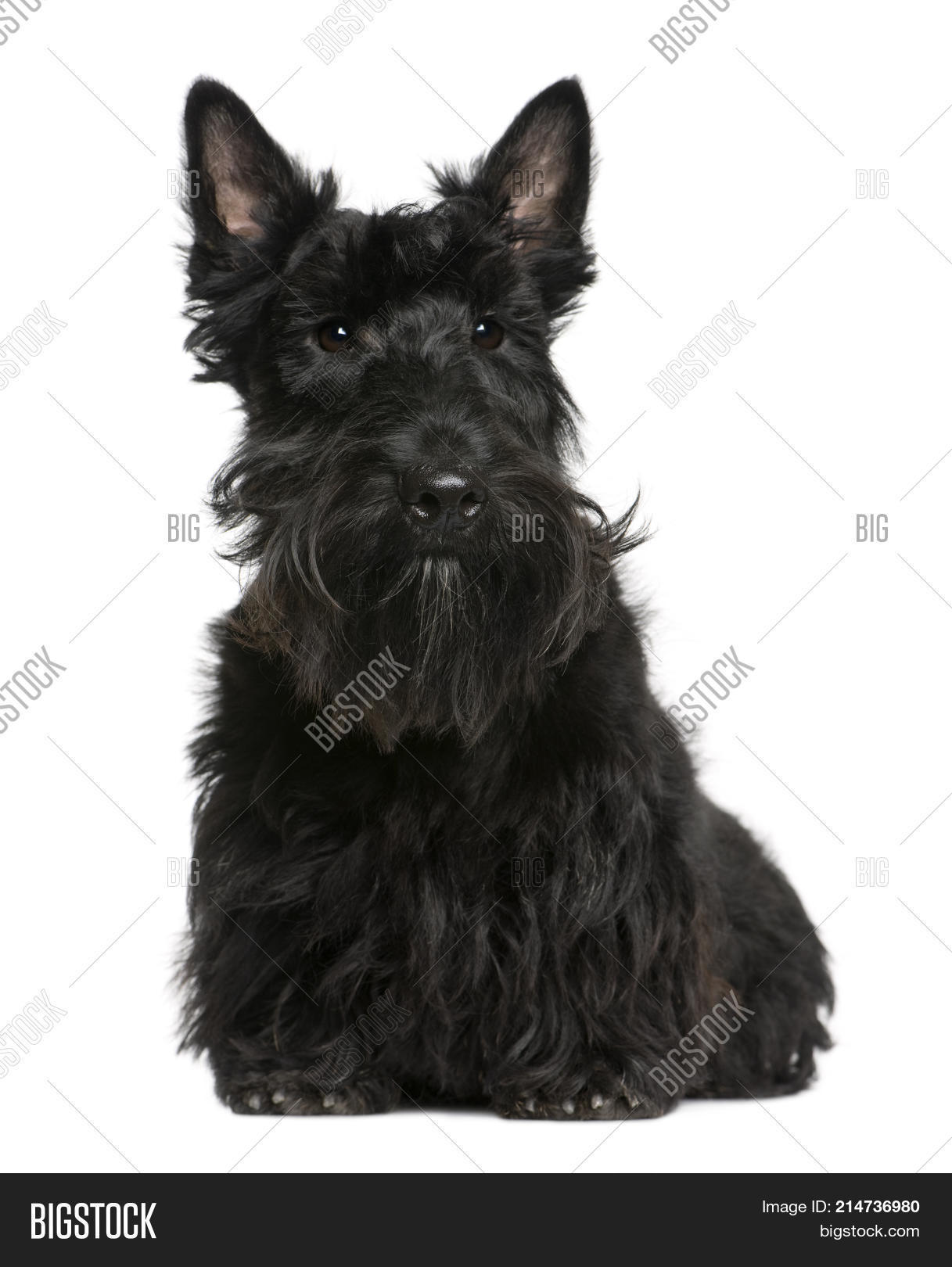 Scottish Terrier, 8 Image & Photo (Free Trial) | Bigstock