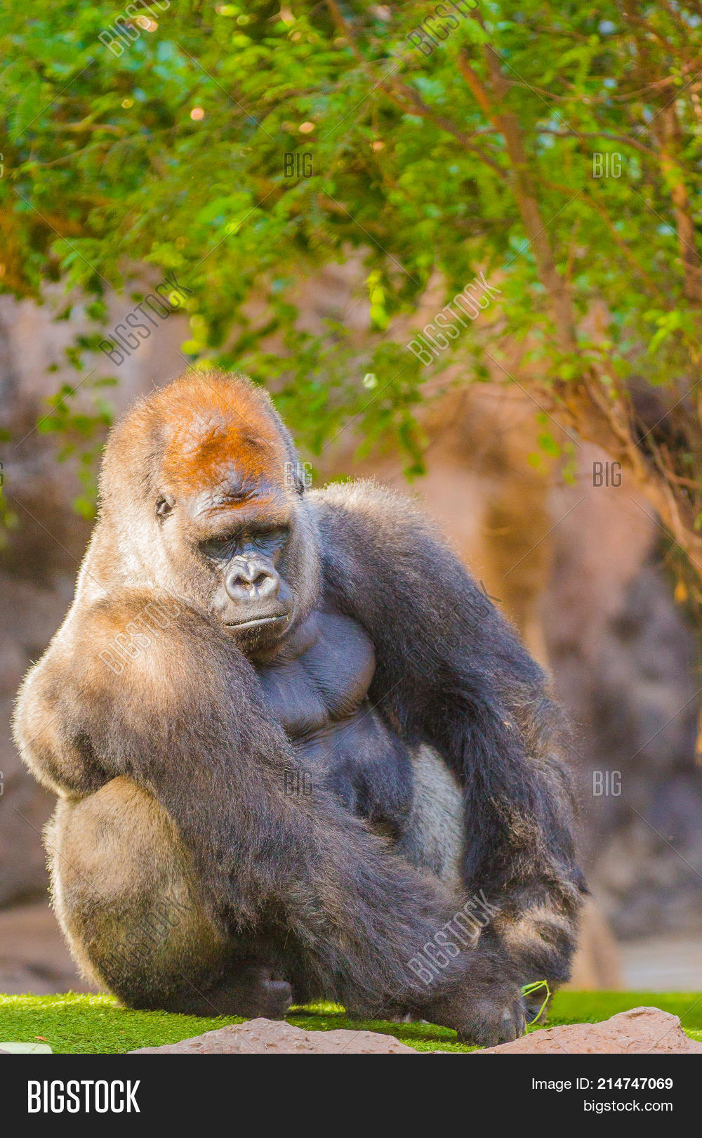 Sitting Silverback Image & Photo (Free Trial) | Bigstock