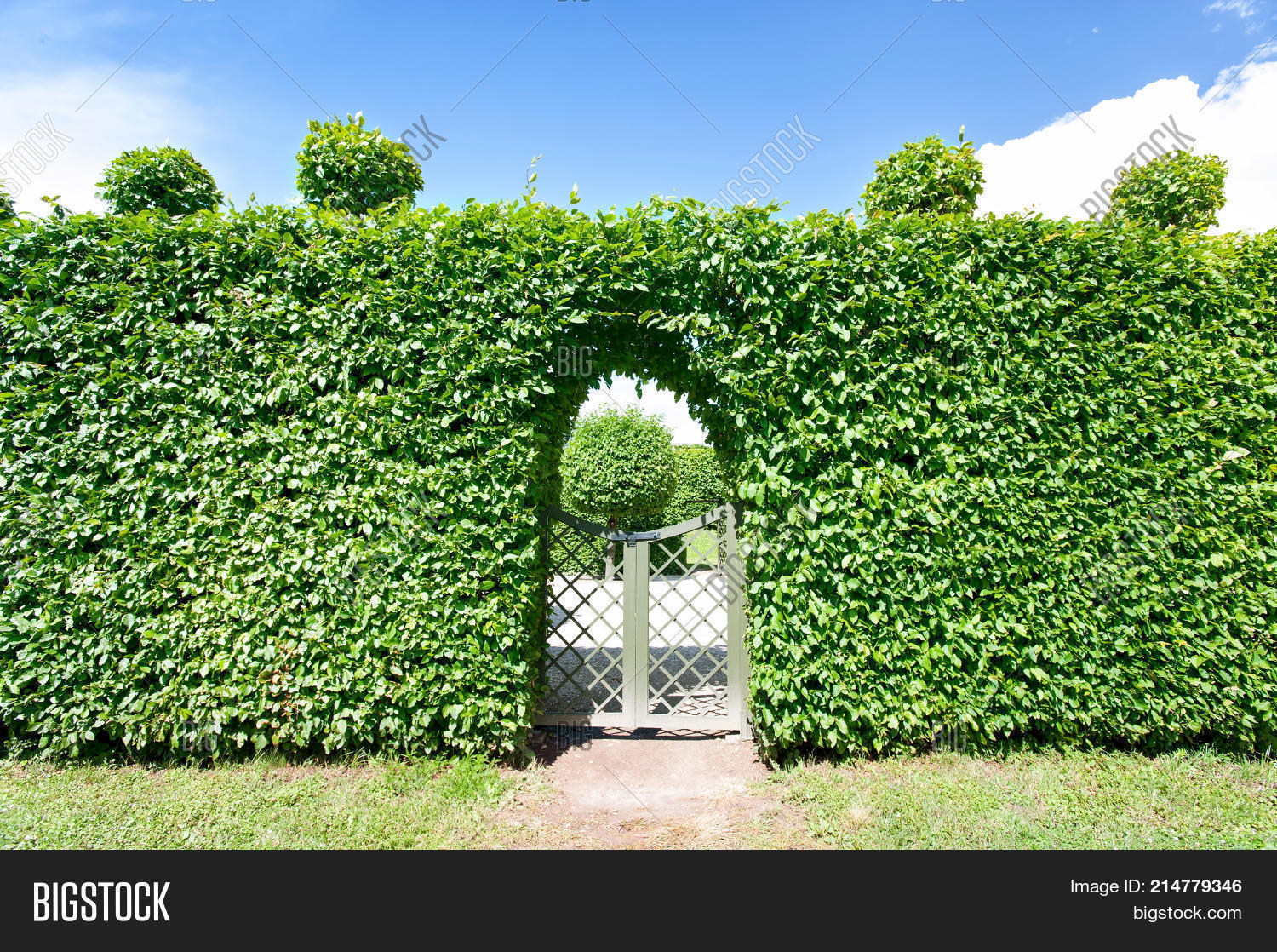 Round Shaped Topiary Image & Photo (Free Trial) | Bigstock
