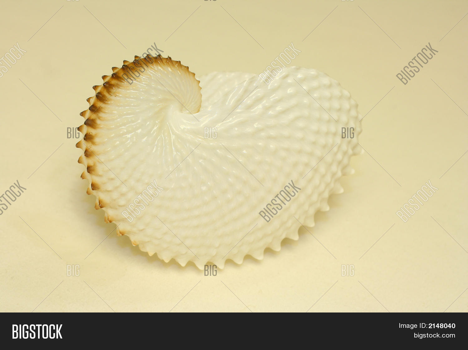 Nautilus White Image & Photo (Free Trial) | Bigstock