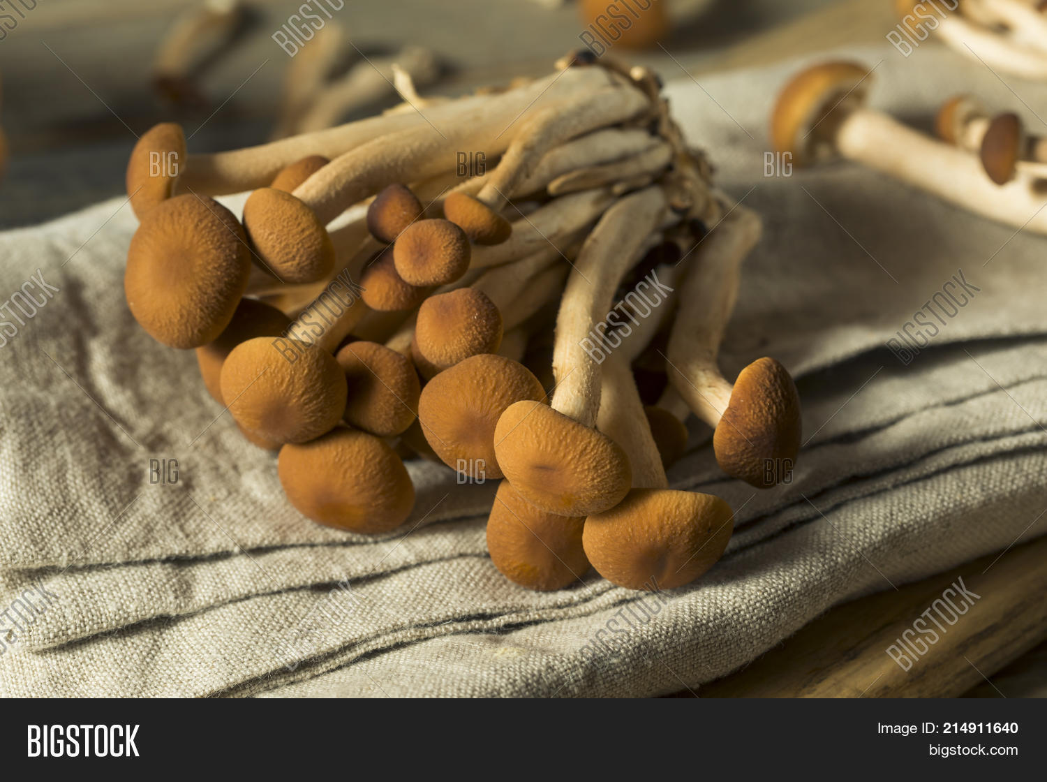 Raw Brown Pioppini Image & Photo (Free Trial) | Bigstock