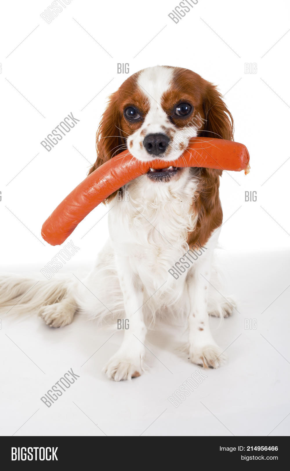 Dog Meat Treat, Image & Photo (Free Trial) | Bigstock