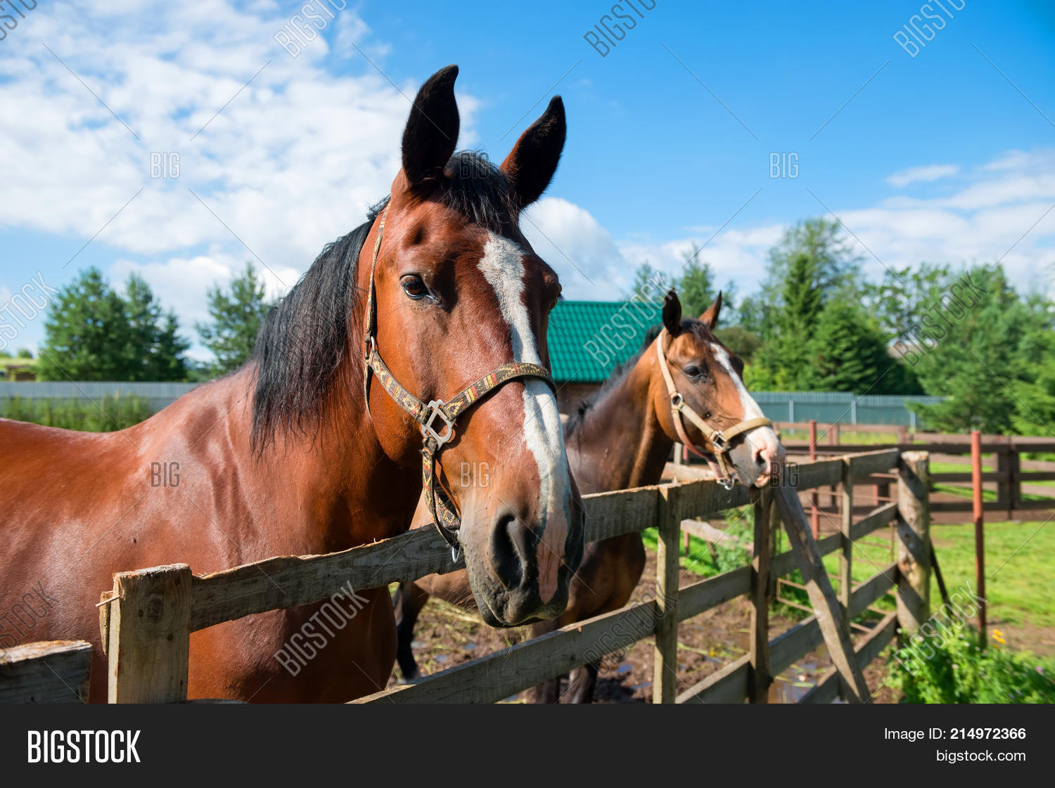 Horse Ranch Horses Image & Photo (Free Trial) | Bigstock