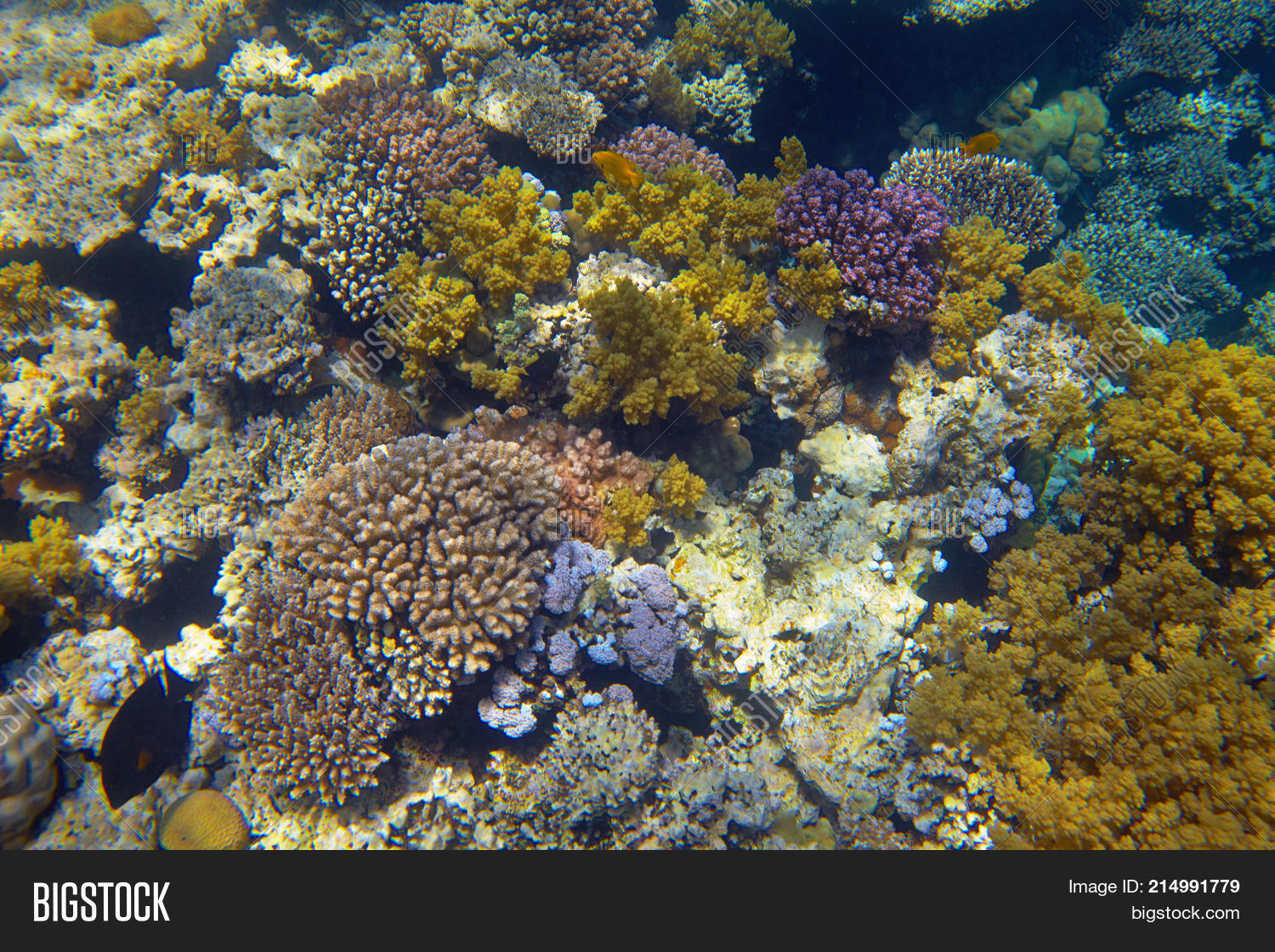 Coral Reef Red Sea Image & Photo (Free Trial) | Bigstock