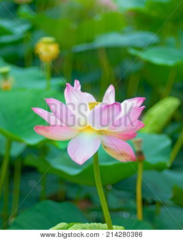 Large Lotus Flowers. Image & Photo (Free Trial) | Bigstock