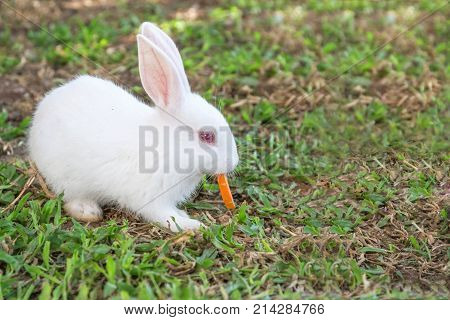 White Rabbit Eating Image & Photo (Free Trial) | Bigstock