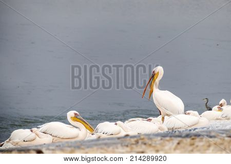 Pelican Open Beak Image & Photo (Free Trial) | Bigstock