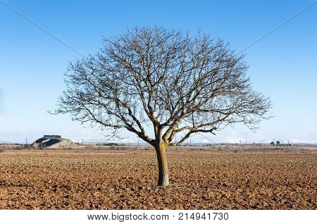 Bare Common Walnut Image & Photo (Free Trial) | Bigstock