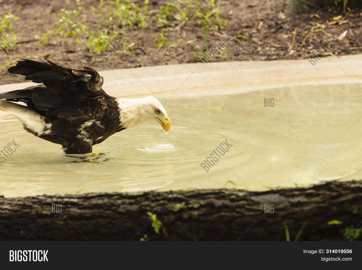 Beautiful Bad Eagle Image & Photo (Free Trial) | Bigstock