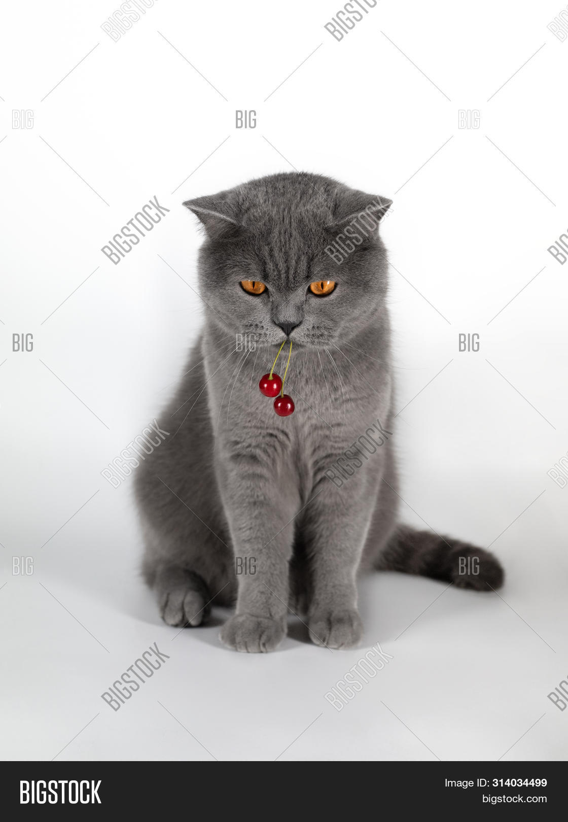Cat Eats Berry Cherry Image & Photo (Free Trial) | Bigstock