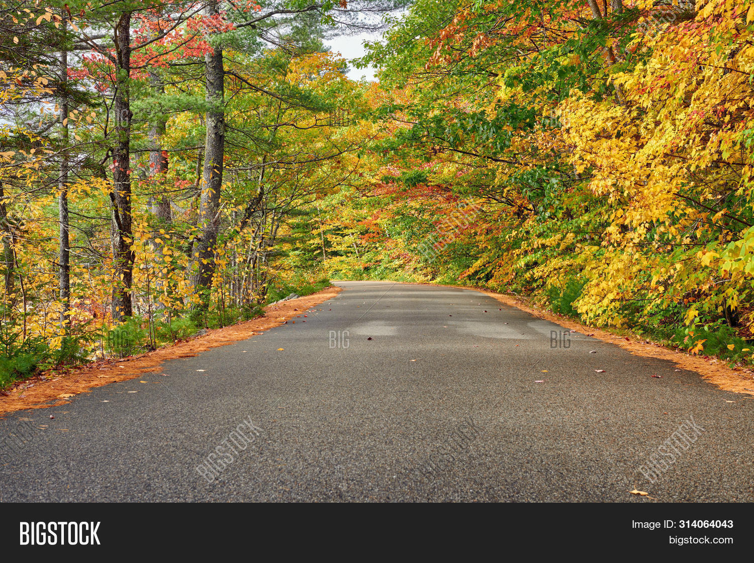 Autumn Scene Road Image & Photo (Free Trial) | Bigstock
