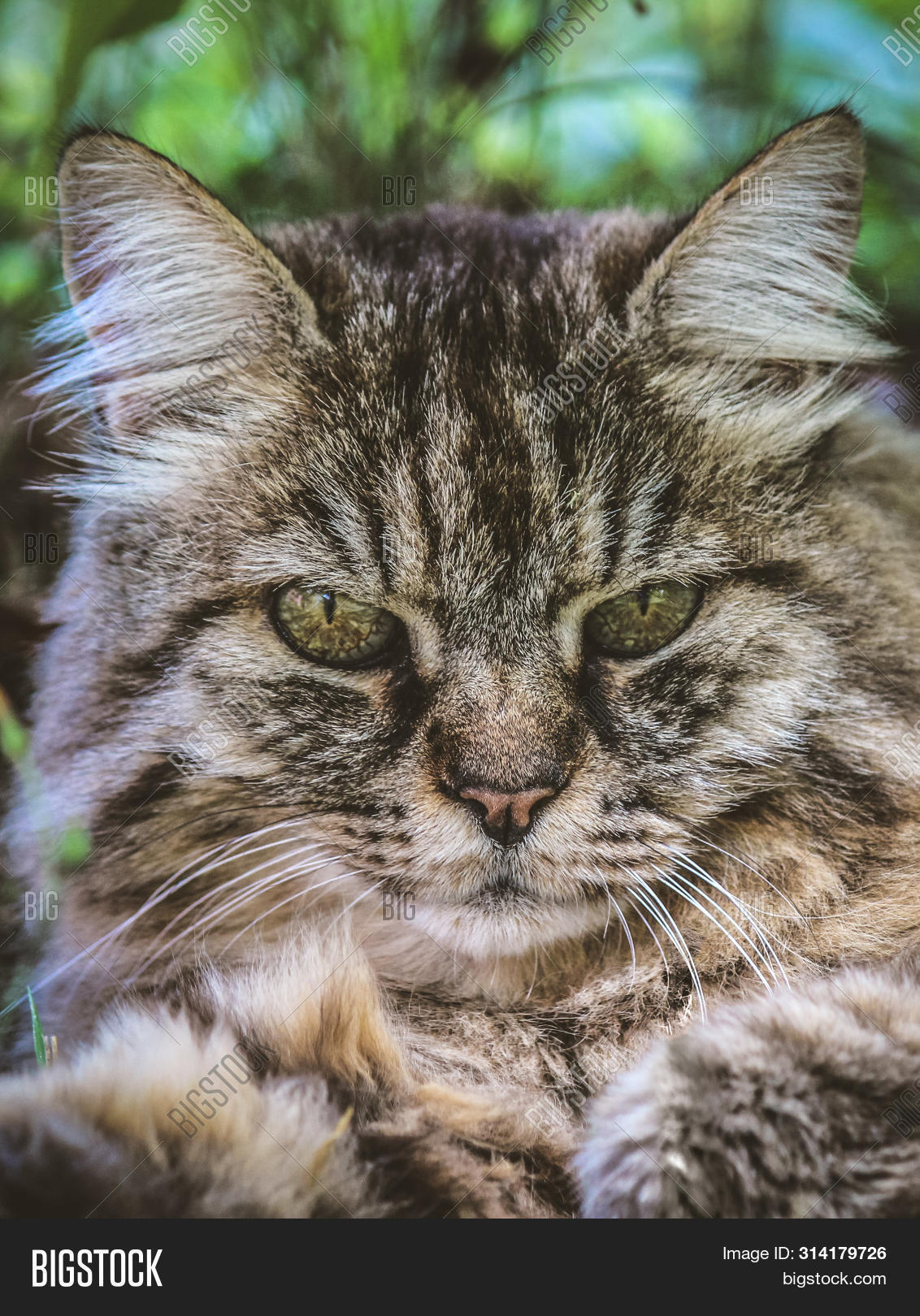 Vertical Picture Image & Photo (Free Trial) | Bigstock