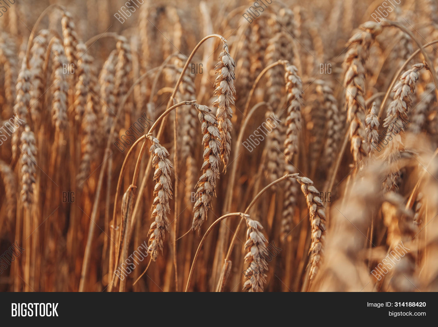 Wheat Closeup. Wheat Image & Photo (Free Trial) | Bigstock